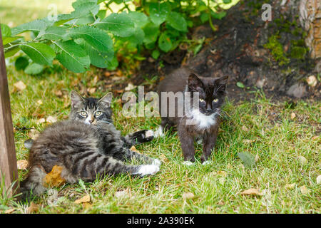 Homeless kittens playing in the street Stock Photo - Alamy