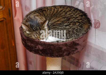 A cat sleeping on a scratching post Stock Photo - Alamy