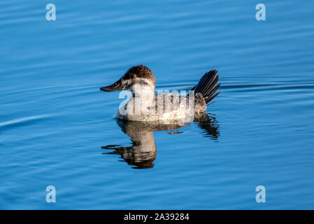 A duck swims across a small pond in Yamato, Japan Stock Photo - Alamy