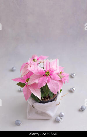 Beautiful poinsettia with christmas balls on gold fabric background ...