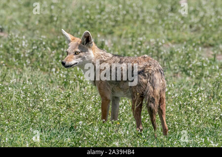 African Golden Wolf (Canis anthus bea) adult, feeding on carcass, Shaba ...