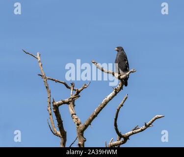 Buzzard perched in a tree with blue sky in the background Stock Photo ...