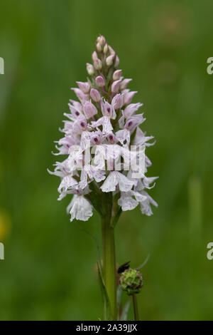 Dactylorhiza maculata, heath spotted orchid, clump of orchids on ...
