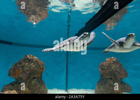 Sea turtles at Monterey Bay Aquarium, Monterey, California Stock Photo ...