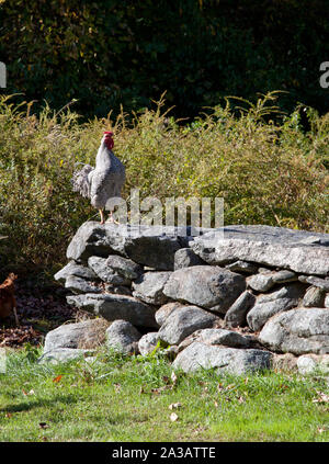 Sharpe Hill Vineyard in Pomfret, Connecticut Stock Photo - Alamy