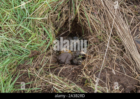 European Badger (Meles meles) droppings at latrine in forest Stock ...