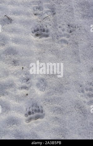 Tracks Badger Meles meles Footprints in snow on woodland ride Stock ...