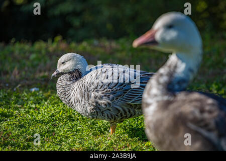 Lesser Snow Goose at Slimbridge Stock Photo - Alamy