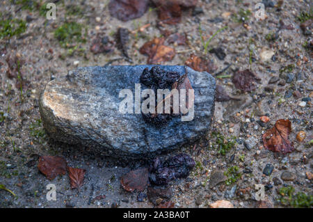 Pine marten (Martes martes) scat with berries on vehicle track in Queen ...