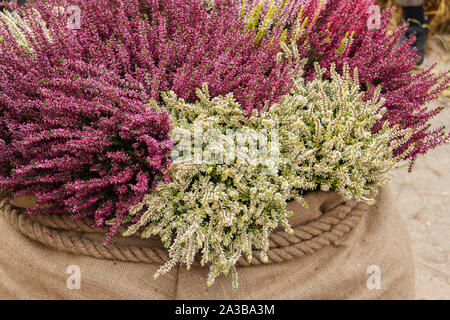 Heather flowers. Small violet flowers. vintage paper background. retro ...