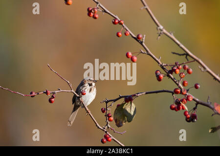 Bird Takes A Break In The Branch of Dogwood Tree Stock Photo - Alamy