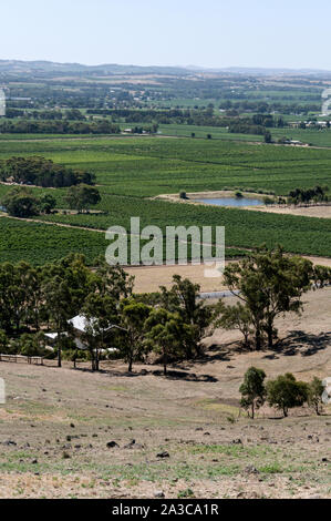 A panoramic view of thousands of acres of vines from Mengler Hill ...