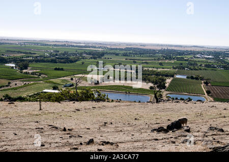 A panoramic view of thousands of acres of vines from Mengler Hill ...