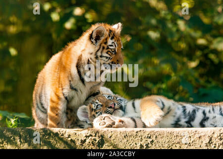 Two Amur/Siberian Tiger Cubs (Panthera Tigris Altaica) With Mother ...