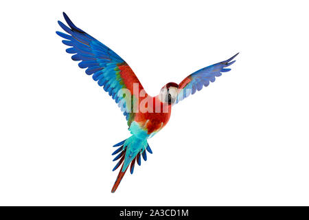 guacamaya isolated on white background 3d illustration Stock Photo - Alamy