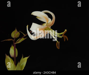 Lily "Lady Alice Stock Photo - Alamy