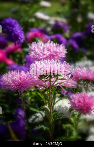 Blossom pink aster callistephus needle flower close-up vertical. Lush ...