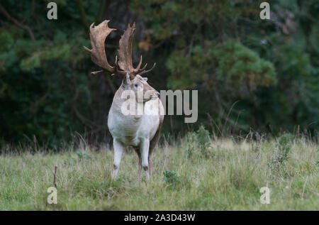 A roaring Fallow Deer buck, does and fawns at the rutting place Stock ...