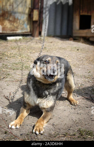 A small mongrel dog chained on a large metal chain. Dog portrait, close ...
