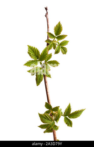 A branch with raspberry leaves isolated on a white background. Leaves ...