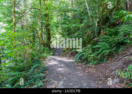 A trail at Priest Point Park in Olympia, Washington Stock Photo - Alamy