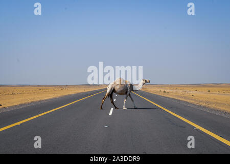 The camel crosses the highway Stock Photo - Alamy