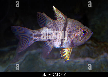 orbiculate cardinalfish, sphaeramia orbicularis Stock Photo - Alamy