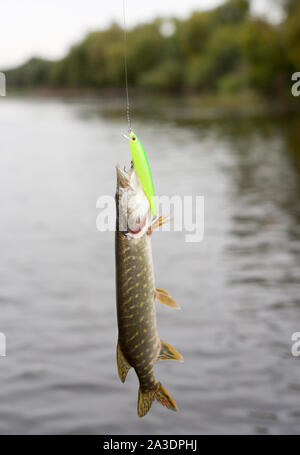 Pike hanging on lure Stock Photo - Alamy