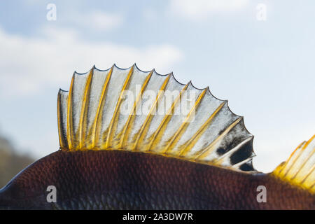 Dorsal fin of a perch, back light, toned image Stock Photo - Alamy