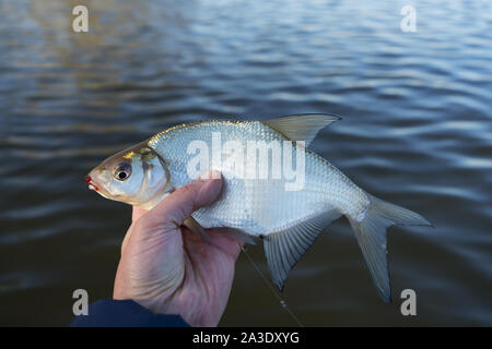 Bream in fisherman's hand, float fishing, copy space Stock Photo - Alamy