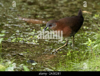 White-throated Crake (Laterallus albigularis) adult climbing through ...