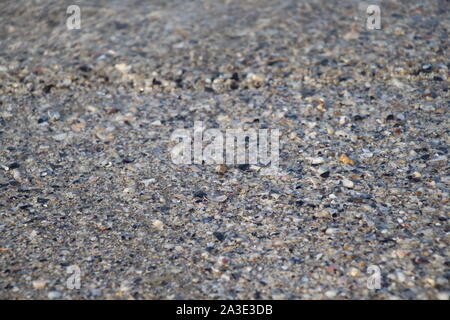 various wet seashells on gray sand of beach at Adriatic sea coast. Sea ...