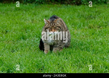 The Scottish wildcat is a European wildcat population in Scotland Stock ...