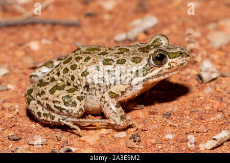 Spotted Marsh Frog (Limnodynastes tasmaniensis), Amphibia, Langhorne ...