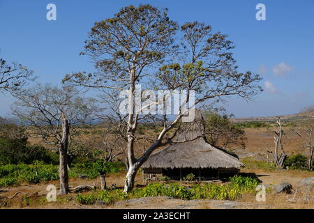 Indonesia Sumba Island Sumbanese peaked house - uma mbatangu Stock ...