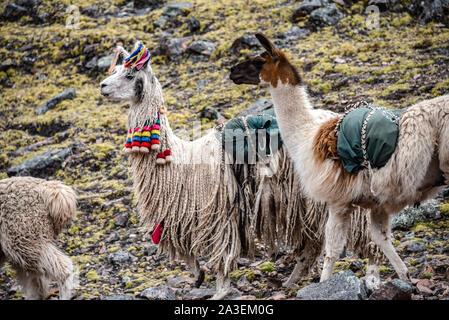 A pack of Llamas carry cargo along a trail in the Cordillera Vilcanota ...