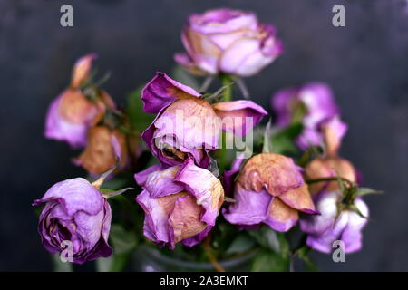 A closeup of a dry faded drooping rose in the garden Stock Photo - Alamy