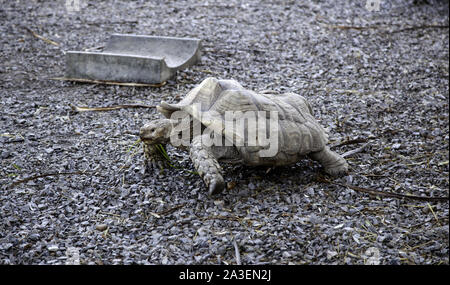 Big land turtle, wild animals and reptiles Stock Photo - Alamy