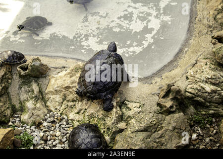 Small turtles in lake, reptiles and amphibians, nature Stock Photo - Alamy
