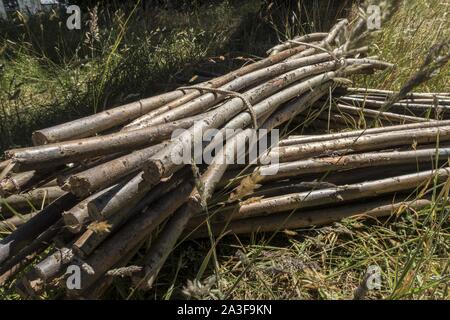 Bundles of sticks tied up with rope Stock Photo - Alamy