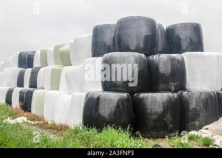 Rainy day. Round bales of silo wrapped in a black and white membrane ...