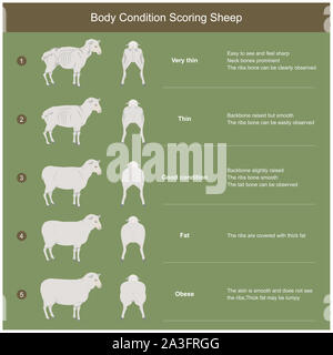 The scoring body and structure loin area of goats, by analysis the bone ...