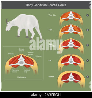 The scoring body and structure loin area of sheep, by analysis the bone ...
