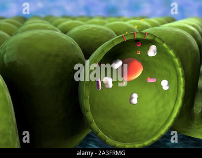 mechanism of action of insulin, Human Insulin, 3D illustration of ...
