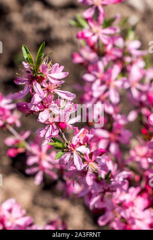 botany, Dwarf Russian almond, (Prunus tenella), blossoms, at branch ...