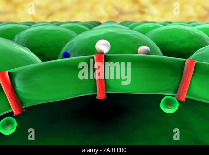 mechanism of action of insulin, Human Insulin, 3D illustration of ...