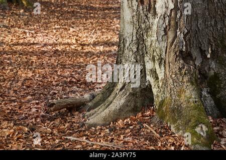 Closeup of a wide tree trunk in a dark forest with damaged bark on a ...