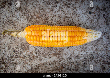 Two Fresh raw corn without toxin in hand. Concept of ecological non GMO ...