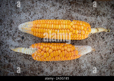 Two Fresh raw corn without toxin in hand. Concept of ecological non GMO ...
