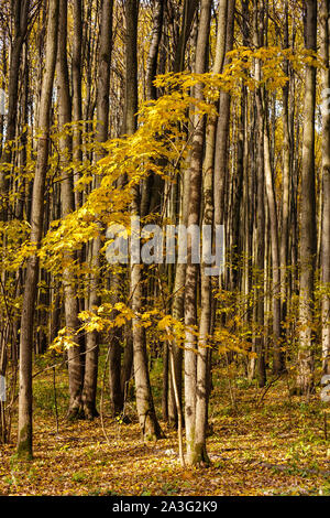 The tall tree trunks with colorful autumn leaves in the foggy forest ...